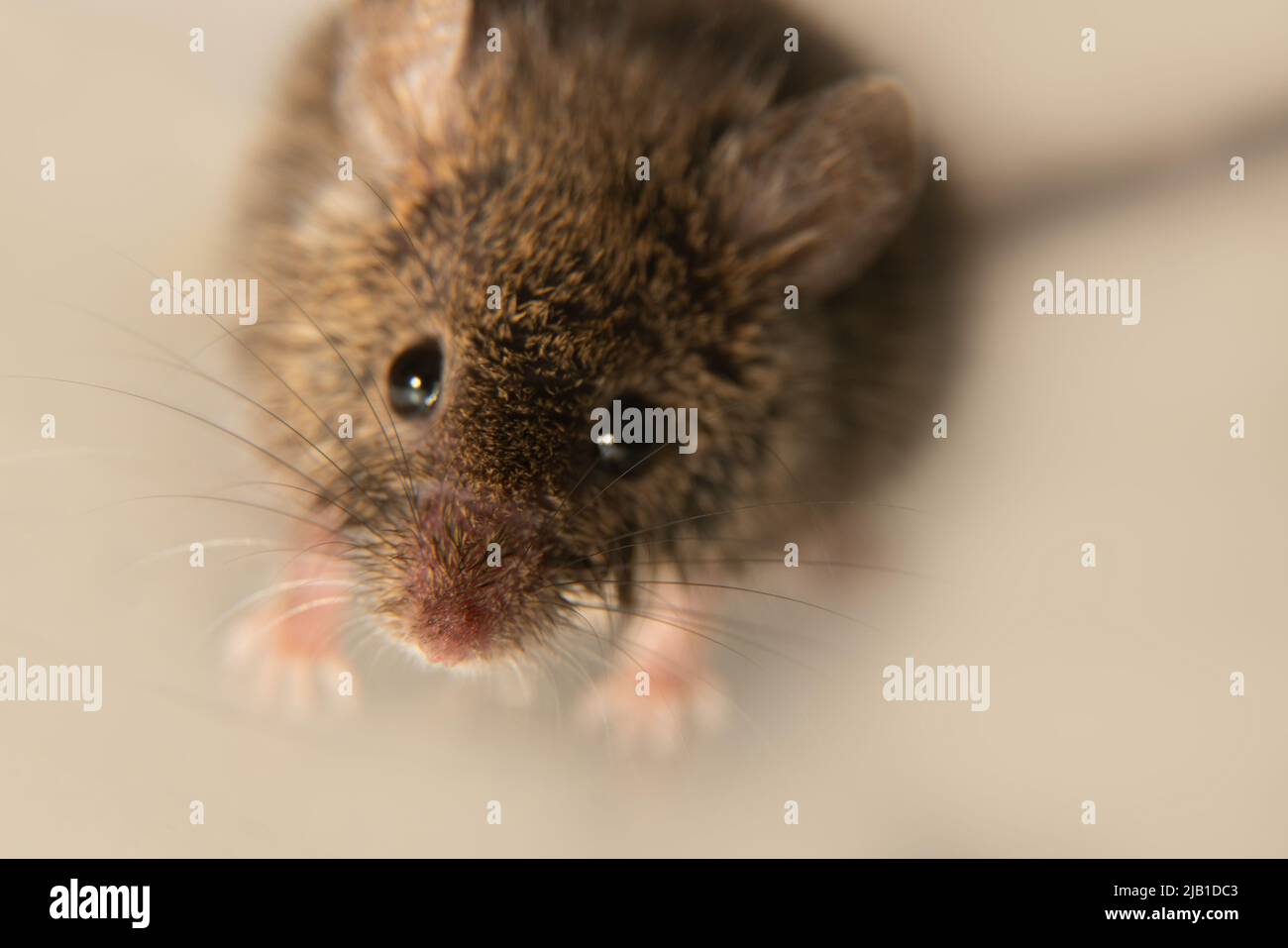 Swiss (house) mice (Mus musculus) constantly accompanies to human ...