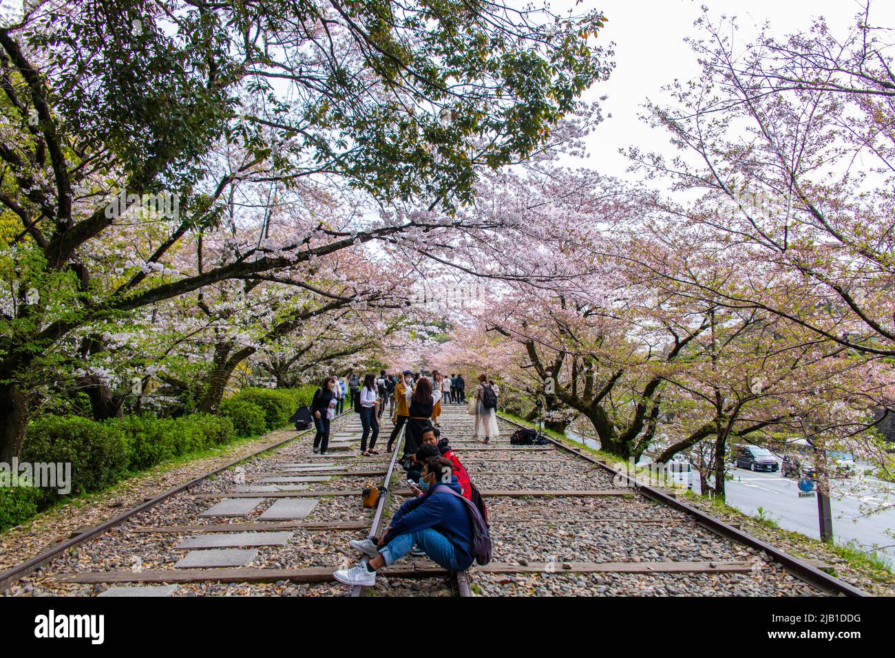 Keage Incline with Sakura (Somei Yoshino) trees. It is a 582 meter long ...
