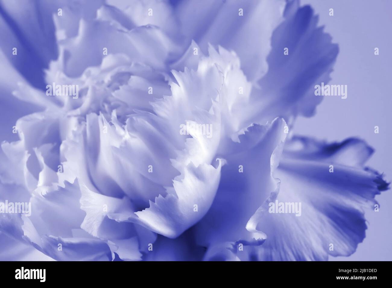 Macro carnation texture background. Full frame petals backgrounf ...