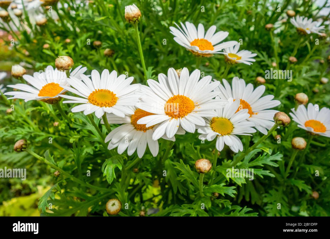 Argyranthemum frutescens marguerite paris daisy hi-res stock ...