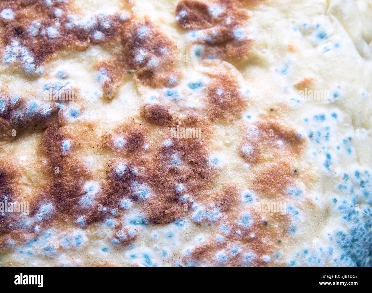 Mold on the surface of meat-containing products. Macro Stock Photo - Alamy