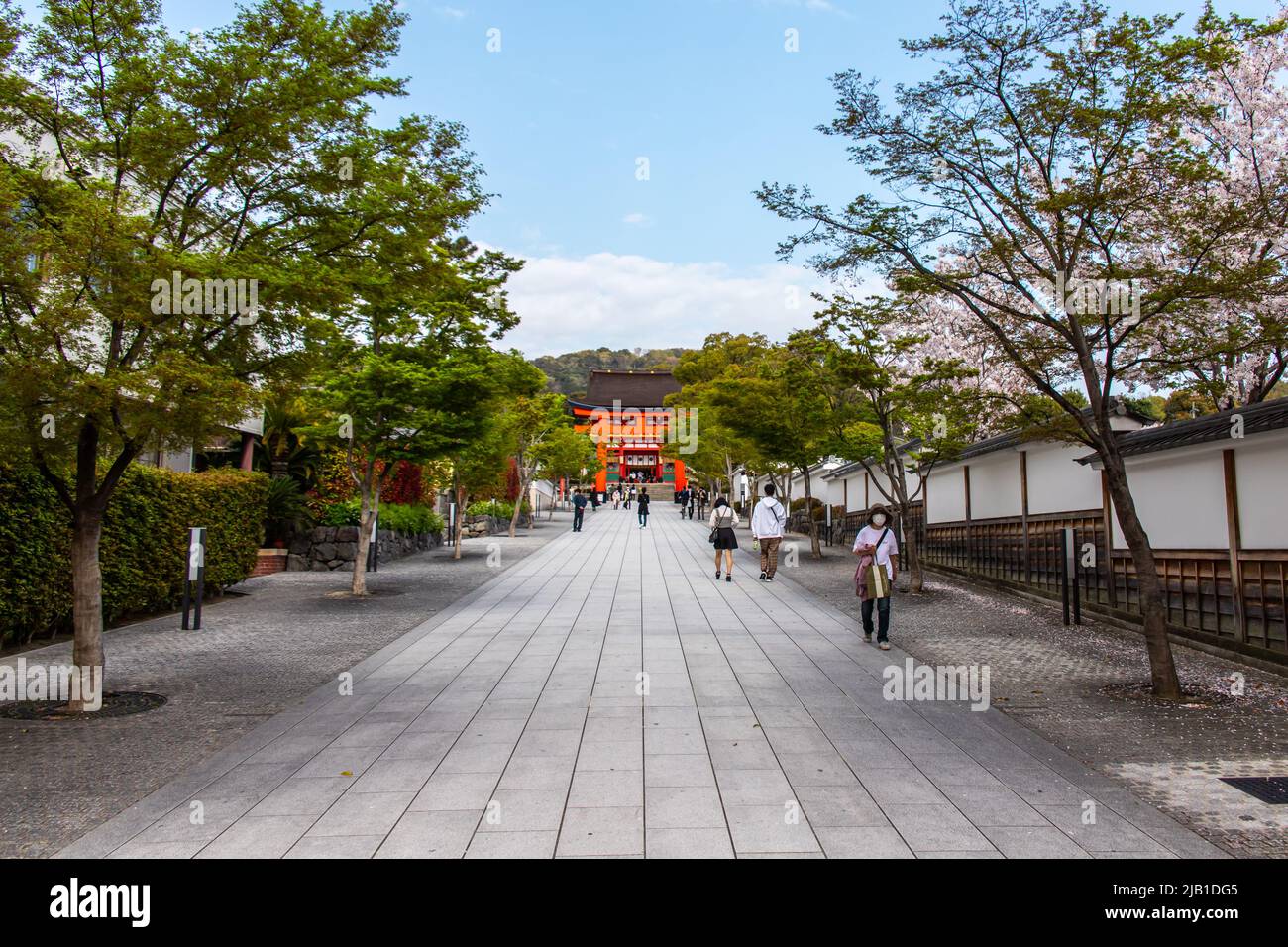 Torii of Fushimi Inari-taisha with Sakura. It sits at the base of a ...