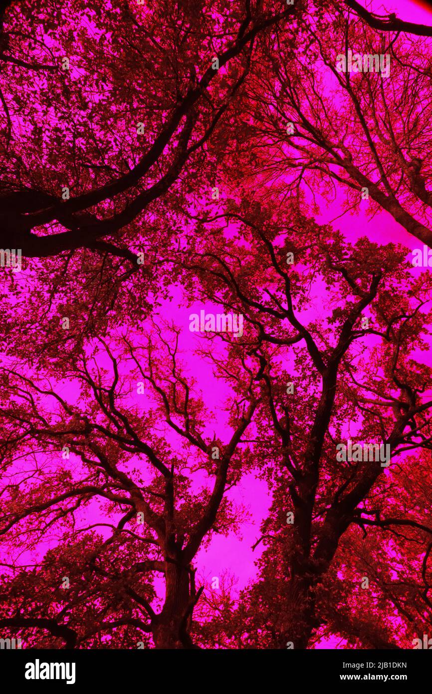 Trees of an autumn park in the south of Europe. Surrealistic art ...