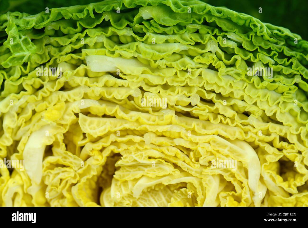 Macro Savoy cabbage cross section texture. kale macro Stock Photo - Alamy