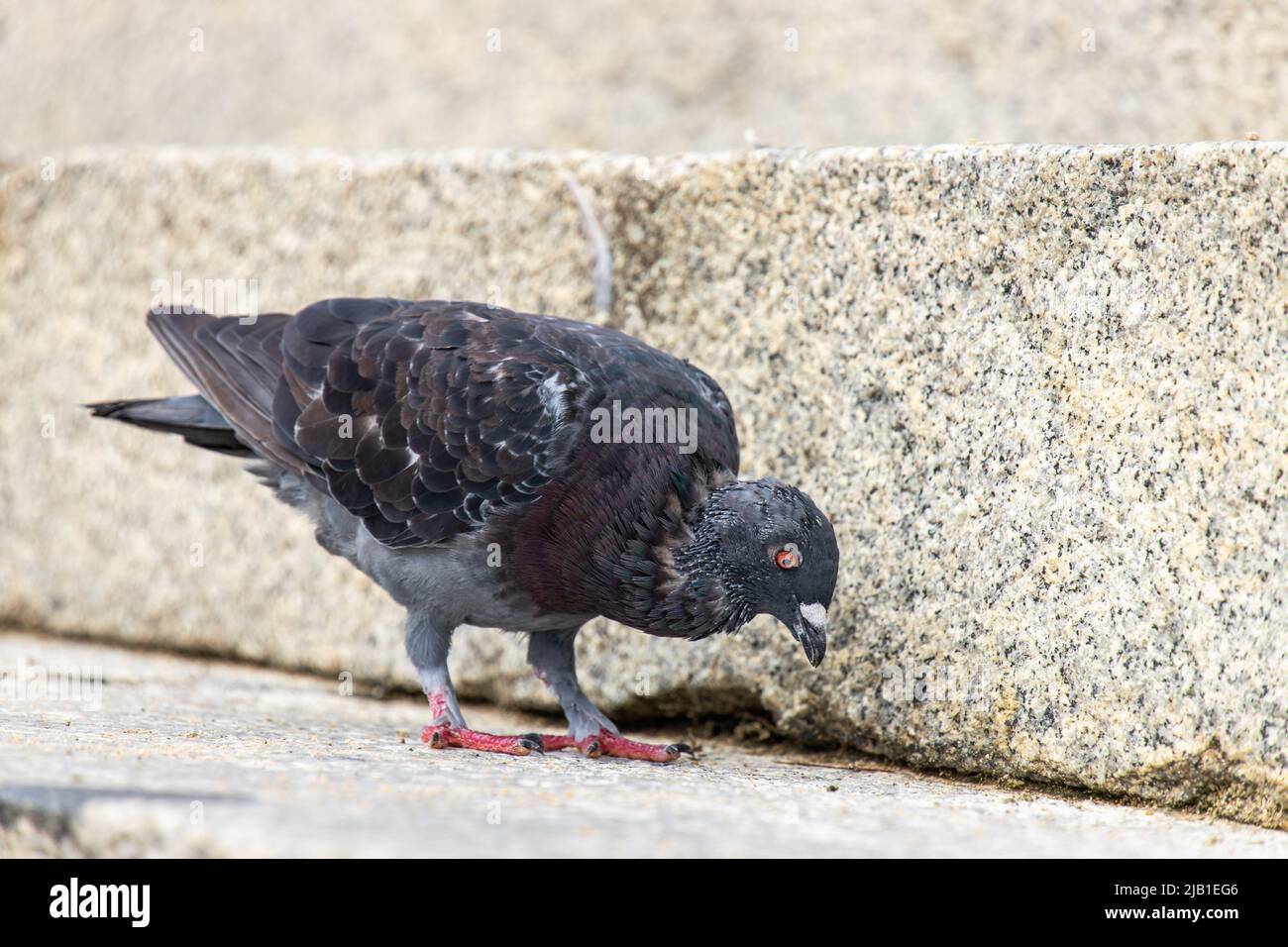 A pigeon bird looking at the ground to find food in the park Stock ...