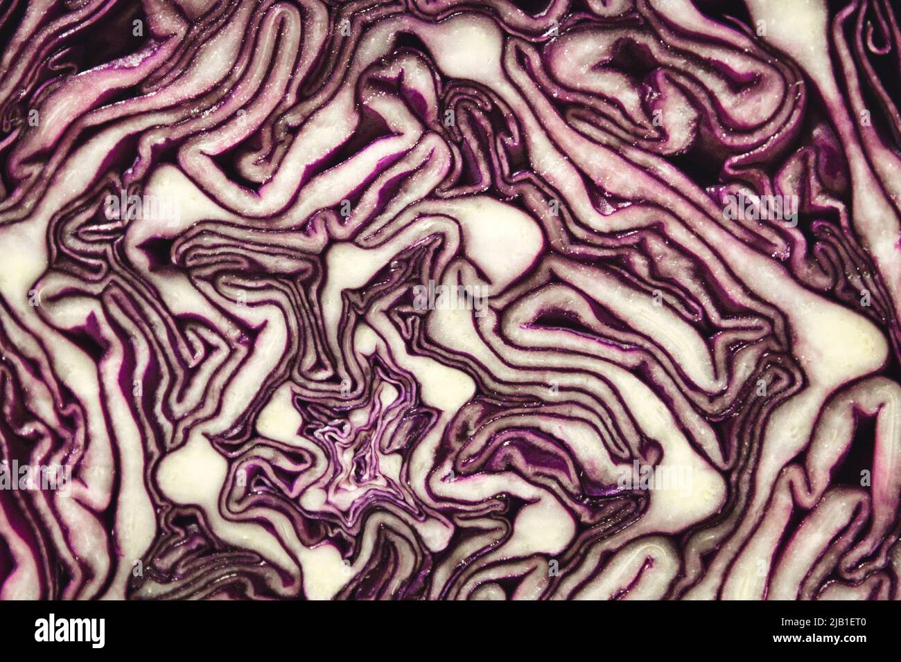 Closeup texture shot of inside a red cabbage Stock Photo - Alamy