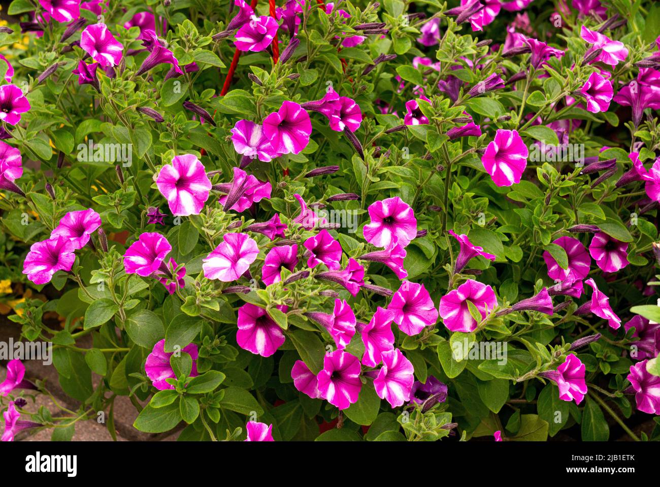 Flower pot with bright pink petunia flowers at the flower market Stock ...