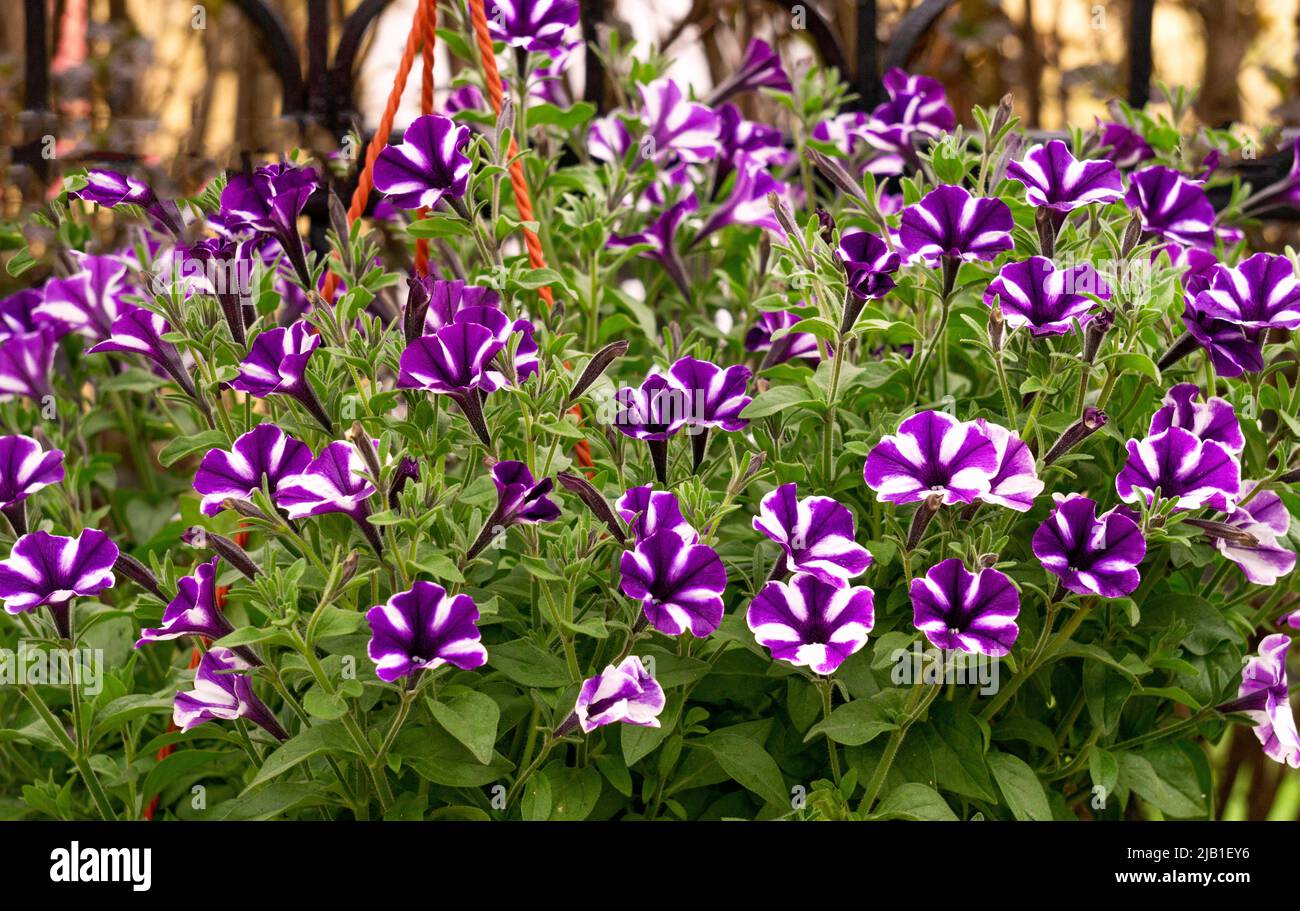 Flower pot with purple petunia flowers at the flower market Stock Photo ...