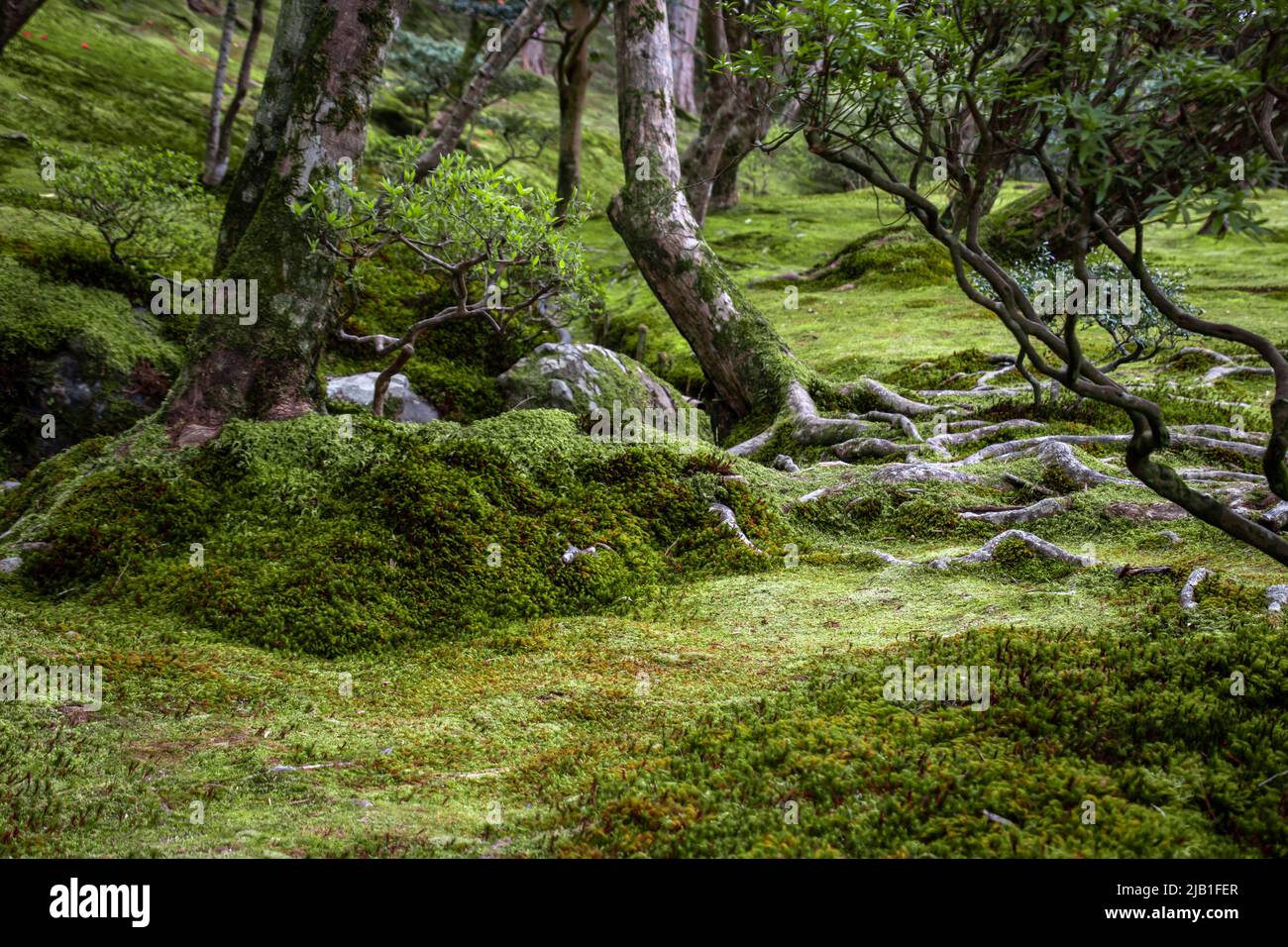 Green Japanese garden in mystic mood. There are old woods, moss and ...