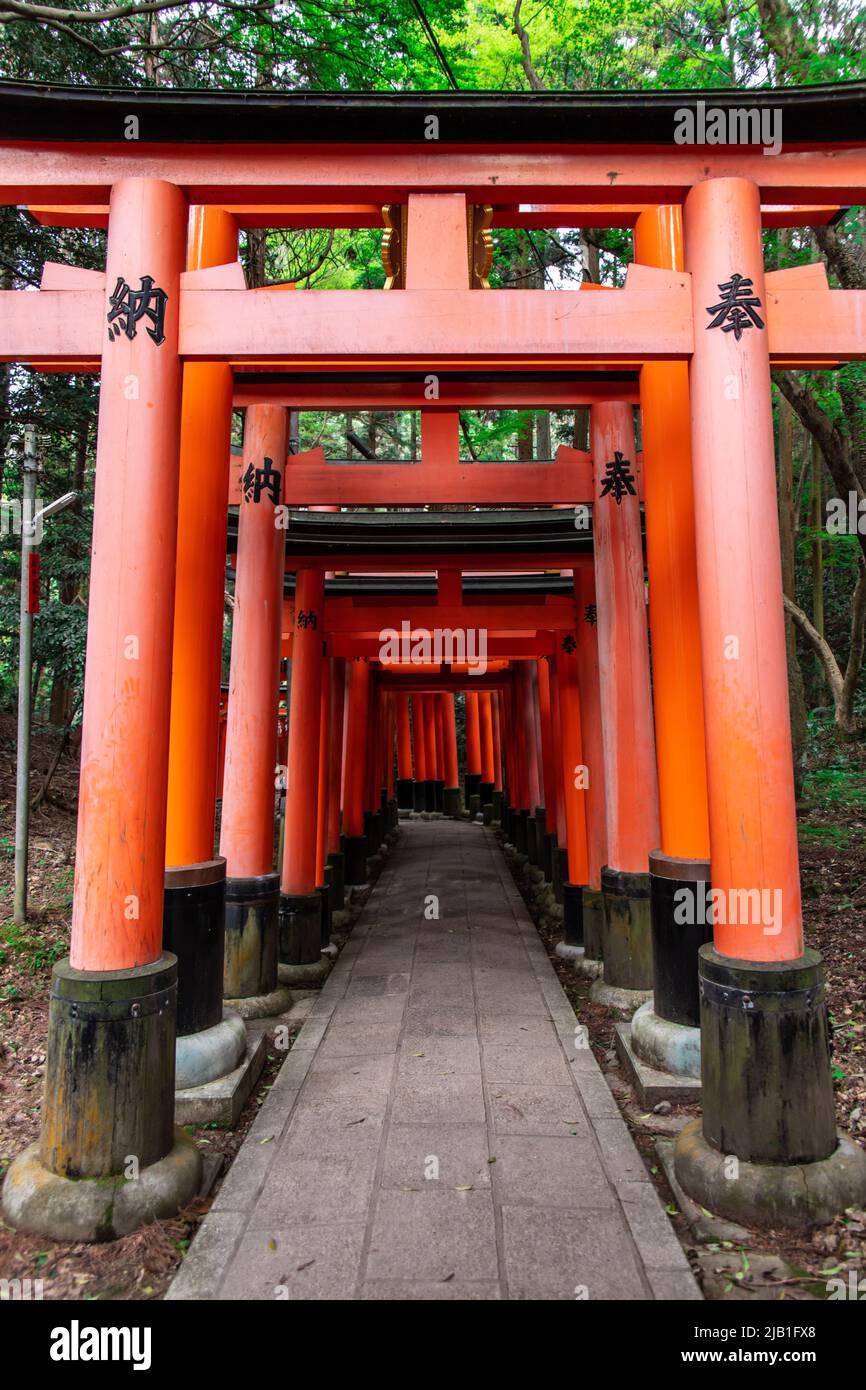 Senbon Torii (thousands vermilion torii) of Fushimi Inari-taisha ...