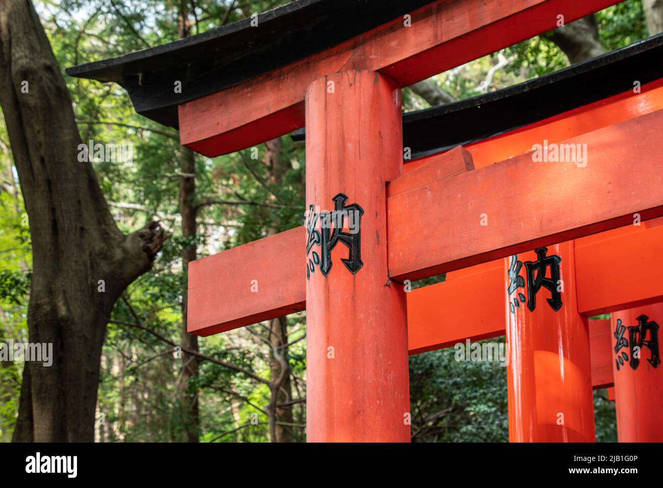 Torii gate from the Senbon Torii of Fushimi Inari-taisha. The trails ...