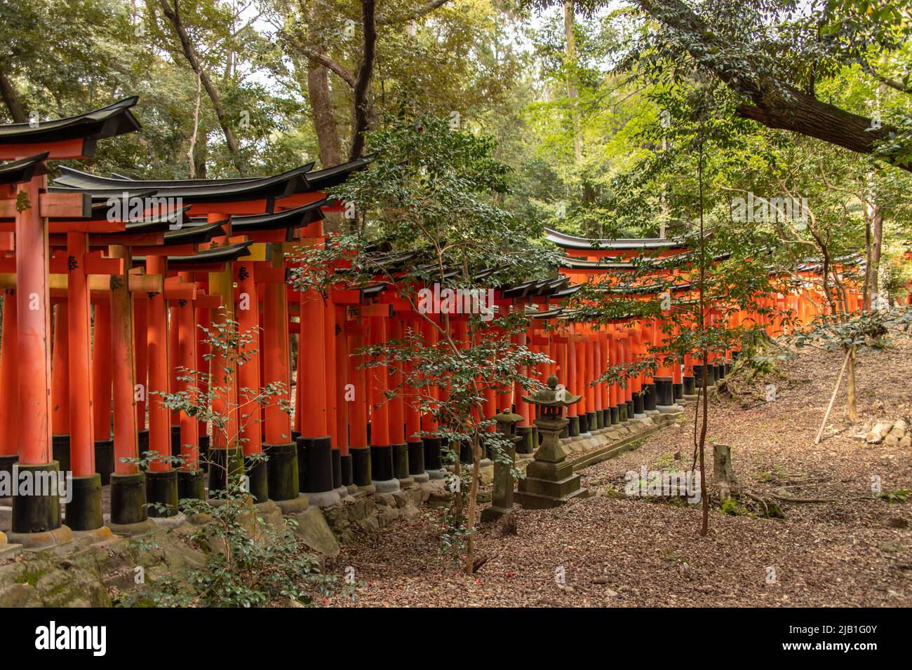 Senbon Torii (thousands of vermilion torii gates) of Fushimi Inari ...