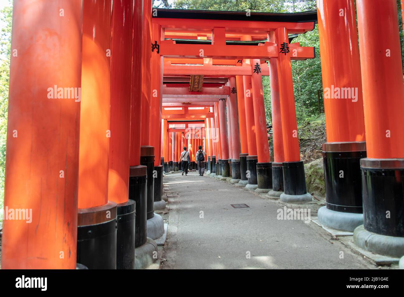 Senbon Torii (thousands of vermilion torii) of Fushimi Inari-taisha. It ...