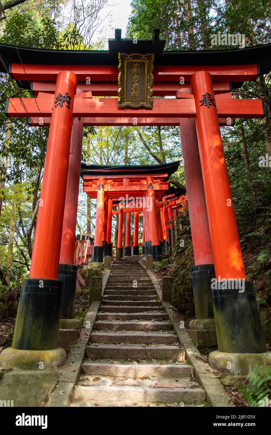 Senbon Torii (thousands vermilion torii) of Fushimi Inari-taisha. It ...