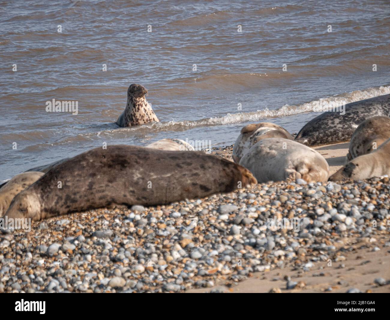 Grey Seals on the beach at Horsey Gap Norfolk Stock Photo - Alamy