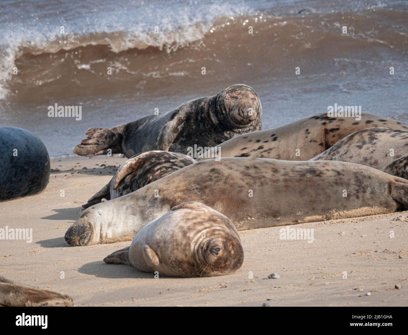 Grey Seals on the beach at Horsey Gap Norfolk Stock Photo - Alamy