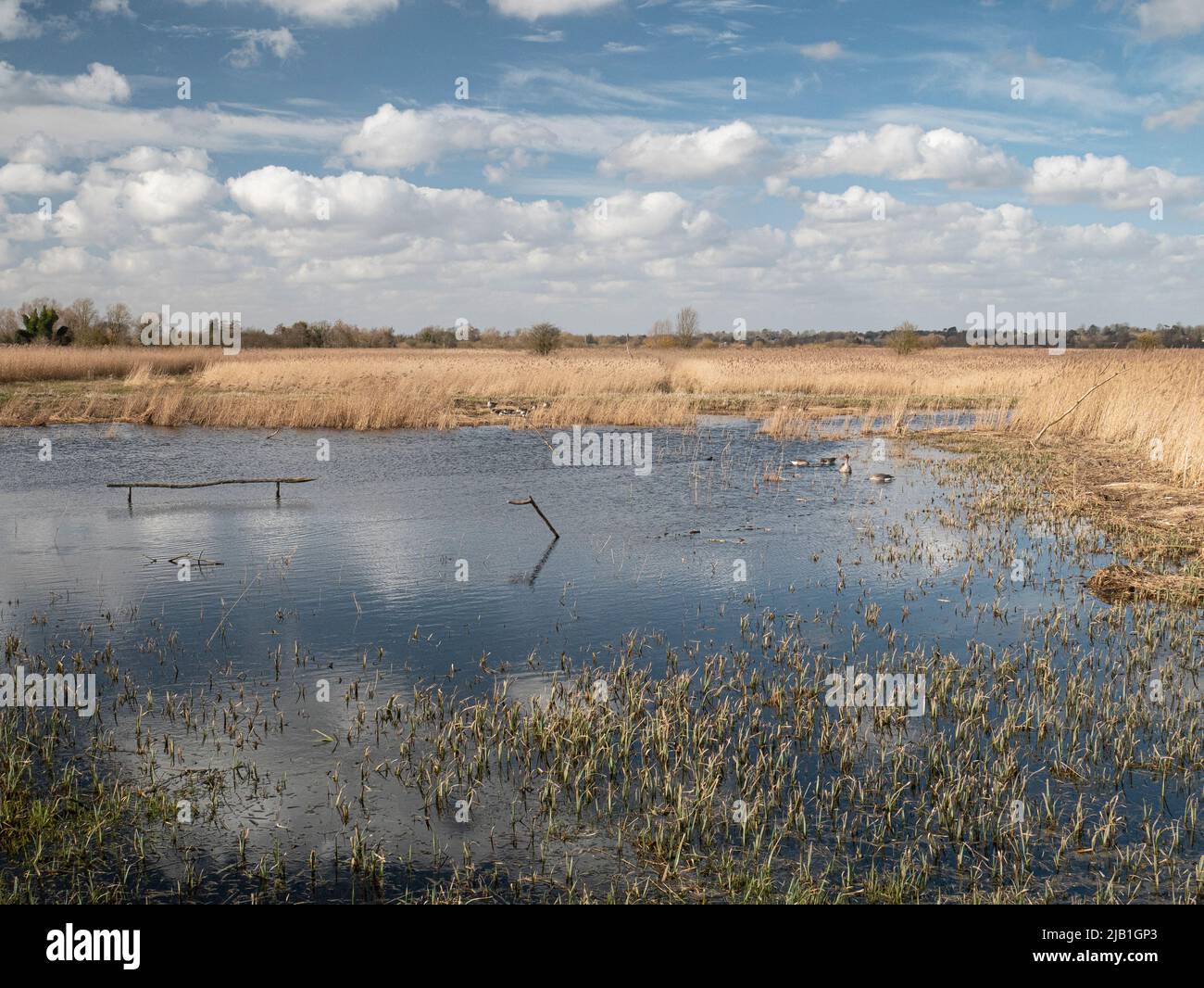 Norfolk Wetlands Strumpshaw Fen Nature Reserve Stock Photo - Alamy