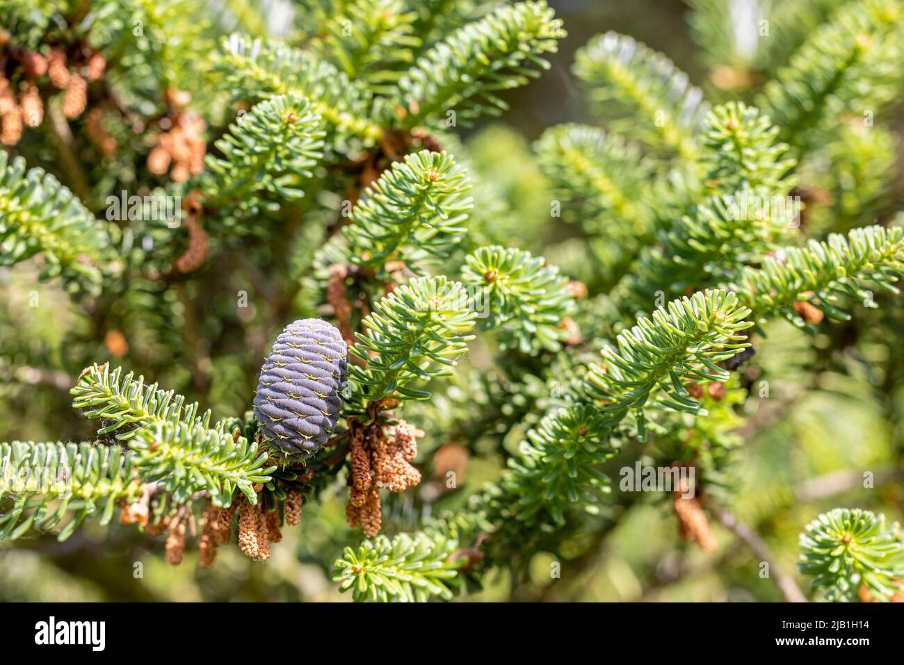 Purple cone spruce hi-res stock photography and images - Alamy