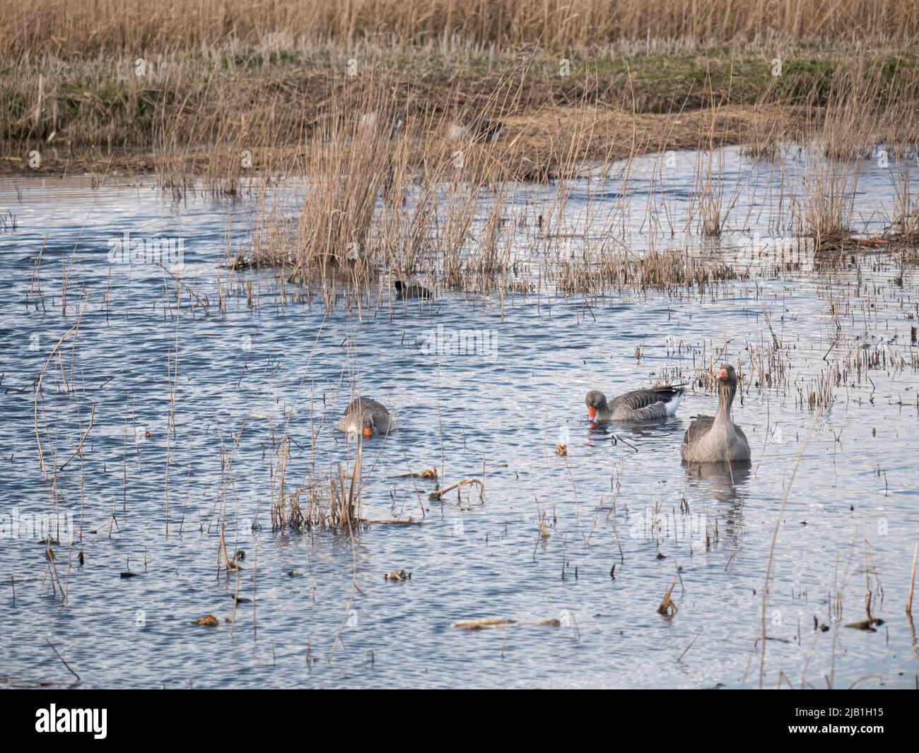 Strumpshaw fen nature reserve hi-res stock photography and images - Alamy