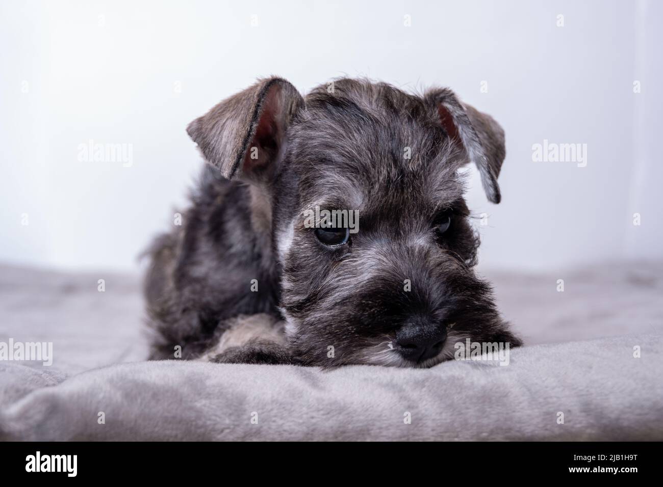 Little sad bearded miniature schnauzer puppy lying on the bed and ...