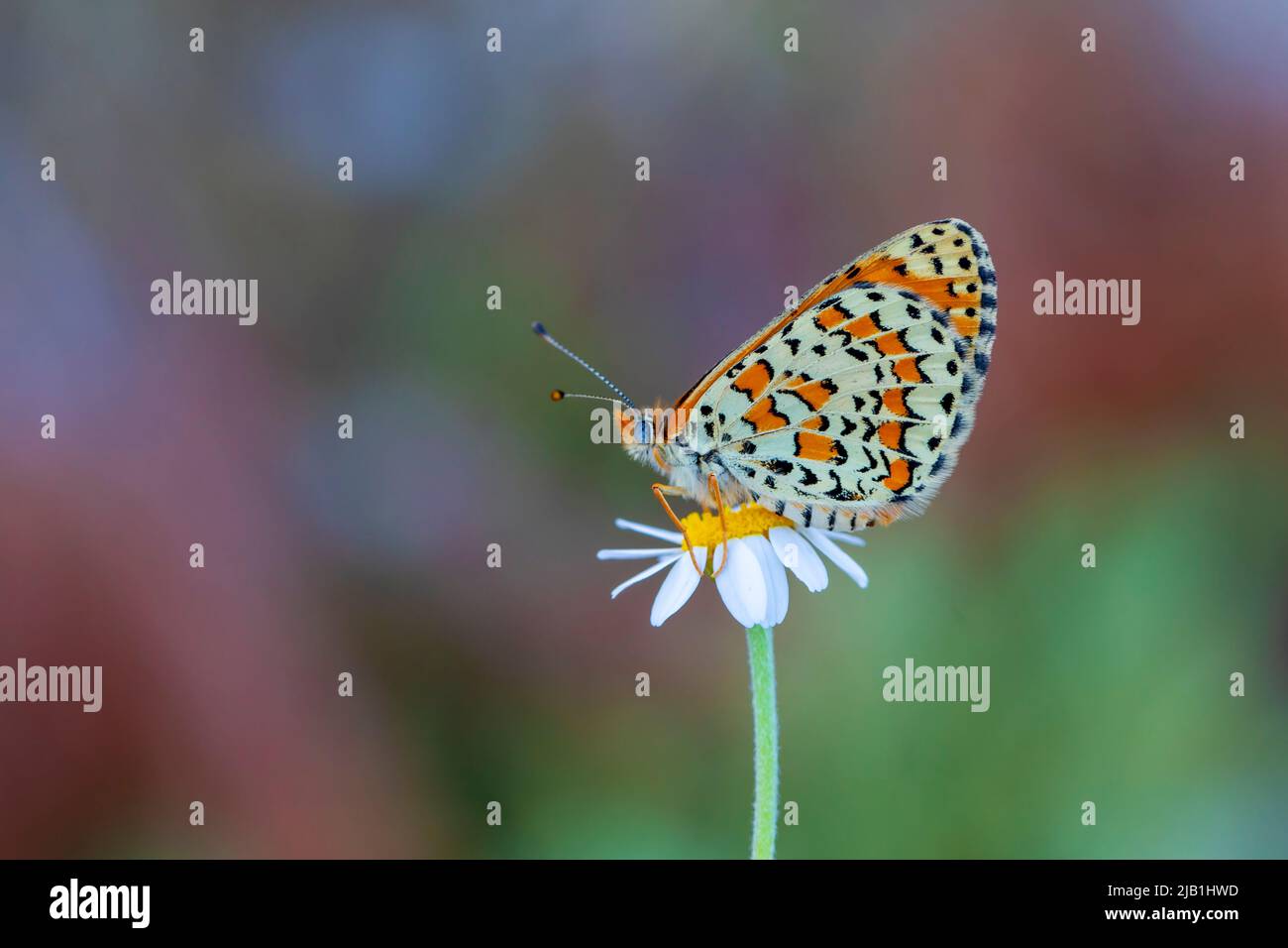 Beautiful iparhan butterfly ; Melitaea trivia ( Syriaca Stock Photo - Alamy