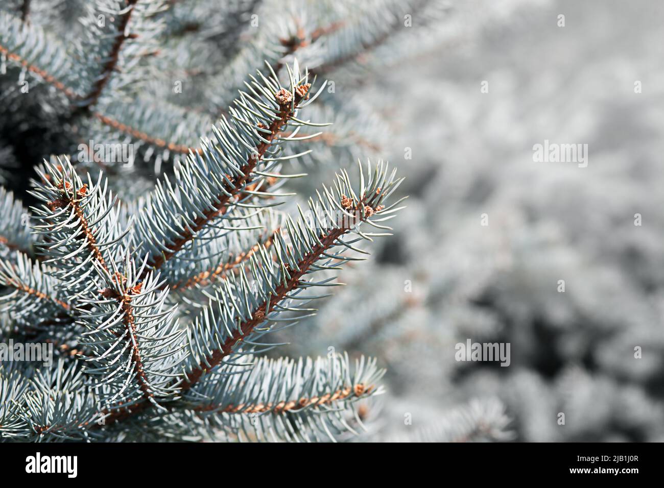 Blue spruce branches. Conifer tree. Seasonal concept. Selective focus ...