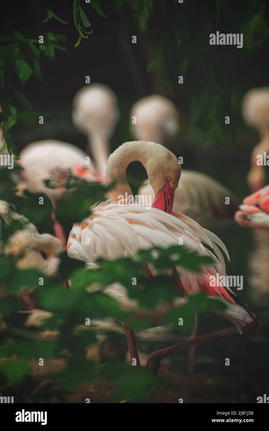 Gorgeous Flamingo birds. Tropical Theme Wallpaper with Flamingos Stock ...