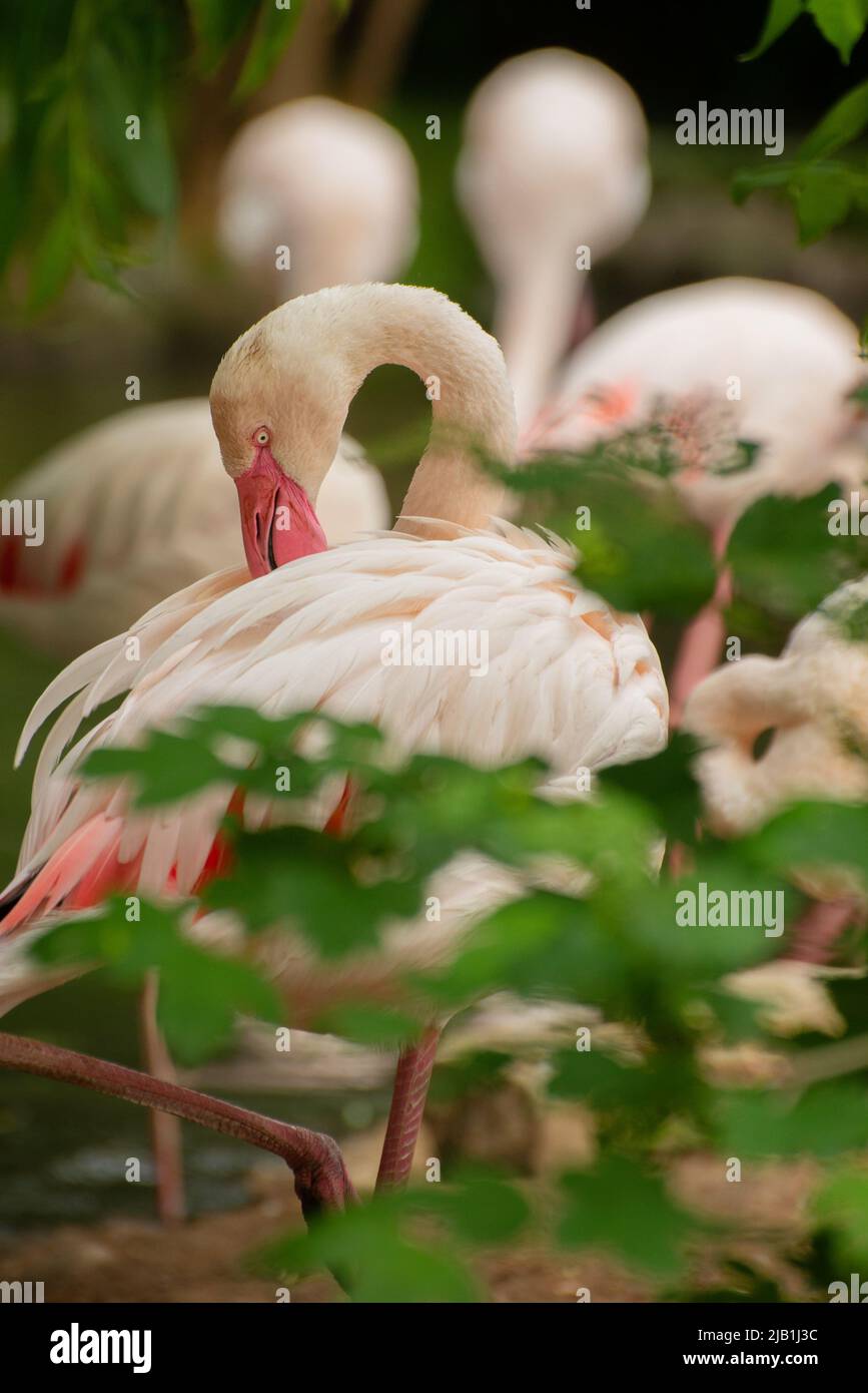 Gorgeous Flamingo birds. Tropical Theme Wallpaper with Flamingos Stock ...
