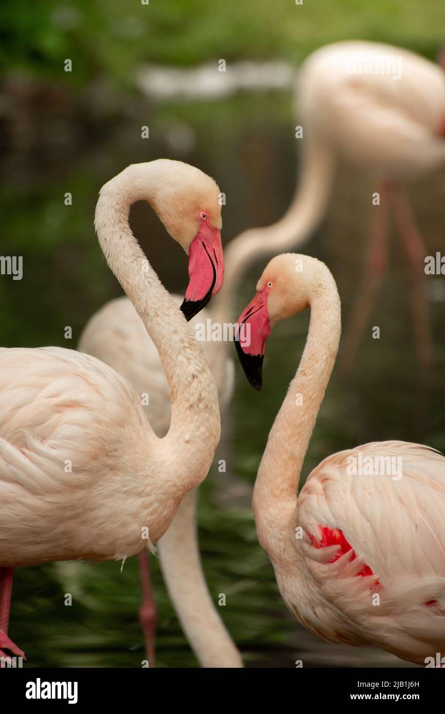 Flamingo Bird Wallpaper