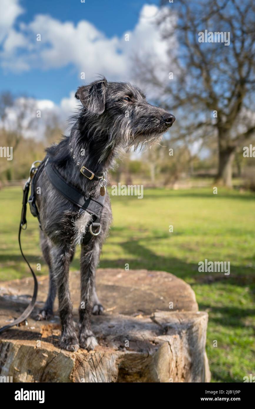 A Dog stands on an old tree stump looking out Stock Photo - Alamy