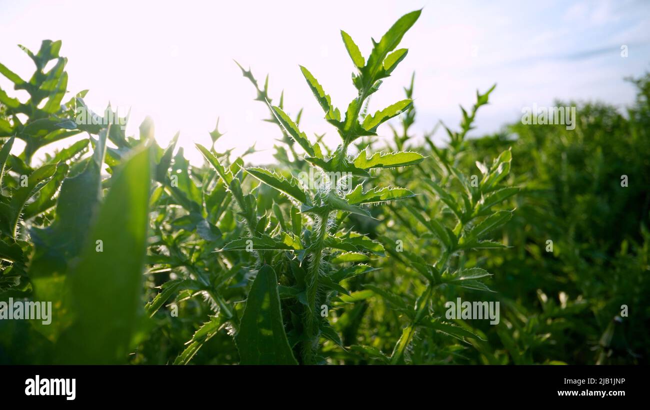 Close-up of common lichen growing outdoors. The spiny weed grows wild ...