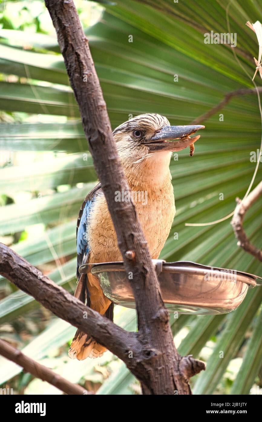 laughing hans on a branch feeding meal worm. Beautiful colorful plumage ...