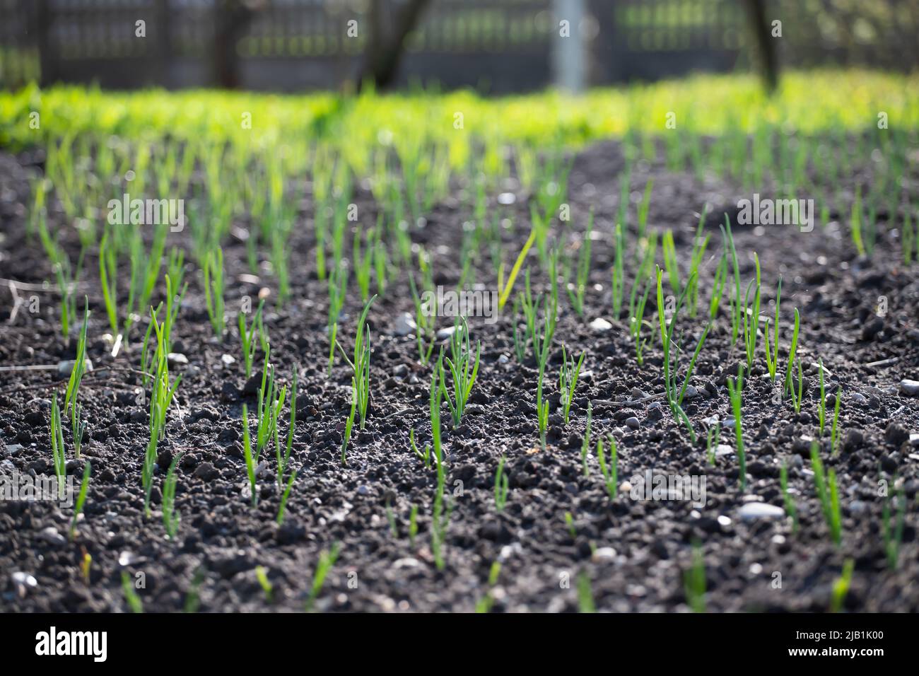 Spring shoots of green onions in the soil in the garden for vitamin ...