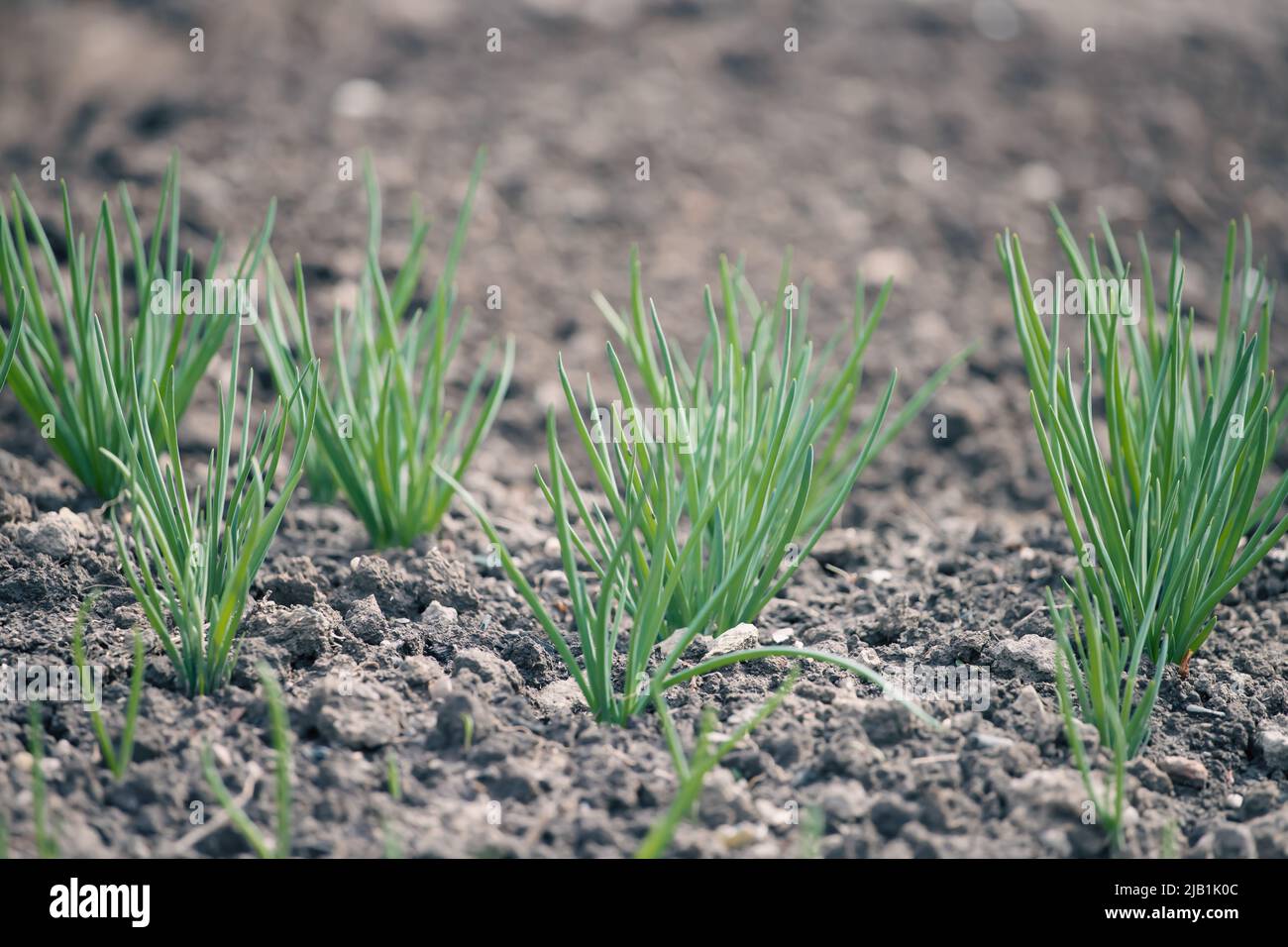 Spring shoots of green onions in the soil in the garden for vitamin ...