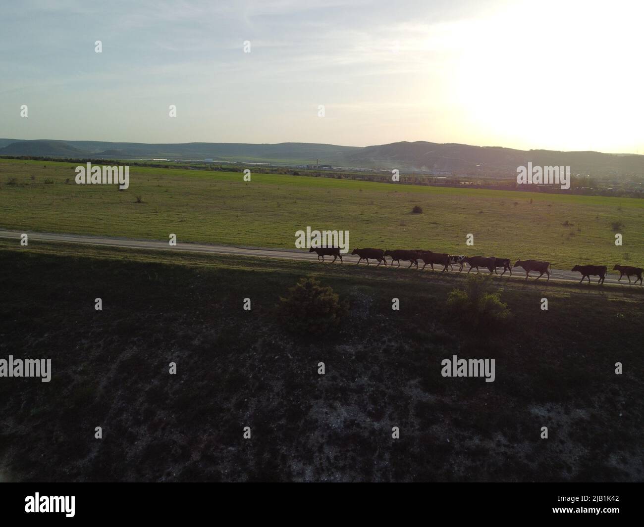 AERIAL: Flying over a small herd of cattle cows walking uniformly down ...