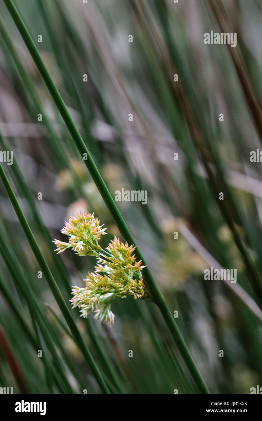 Soft rush in bud at the waters edge along the River Cober in Cornwall ...