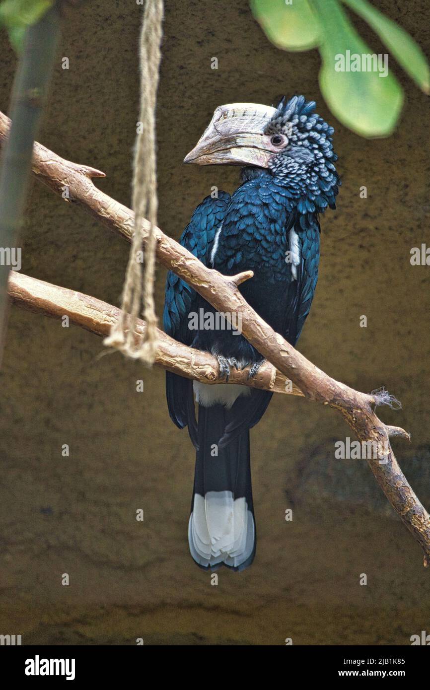 Silver-cheeked horn bill sitting on a branch. colorful plumage. large ...