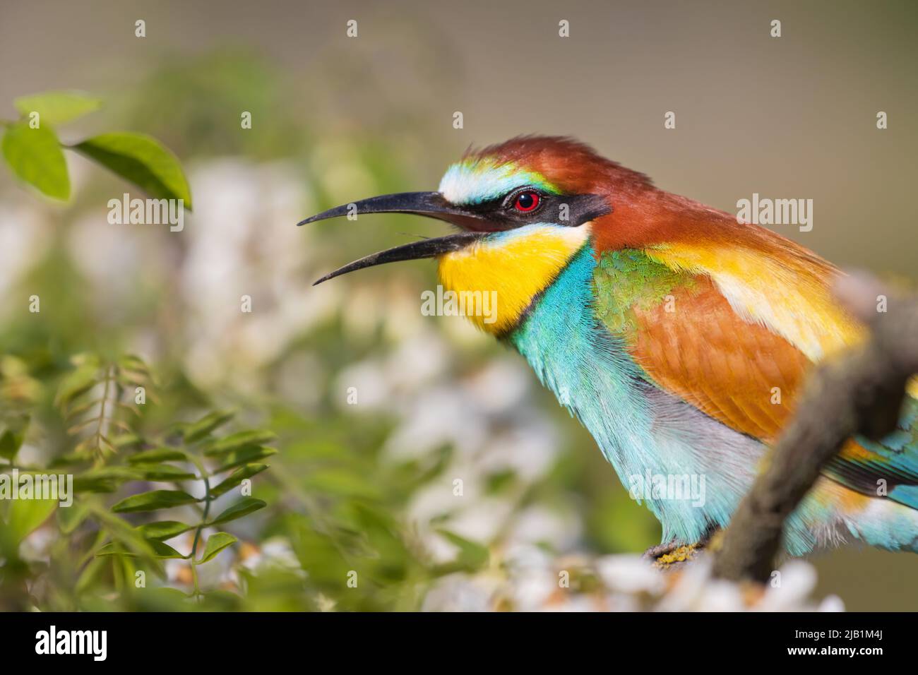 beautiful bird looking at the camera with a smile Stock Photo - Alamy