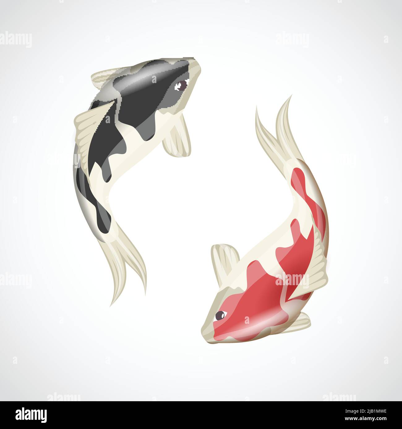 Chinese japanese koi fish red carp water animal isolated on white ...