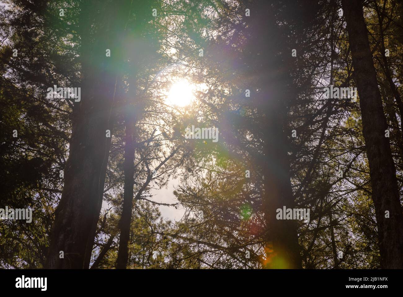 Big pine trees seen from below with sun Stock Photo - Alamy