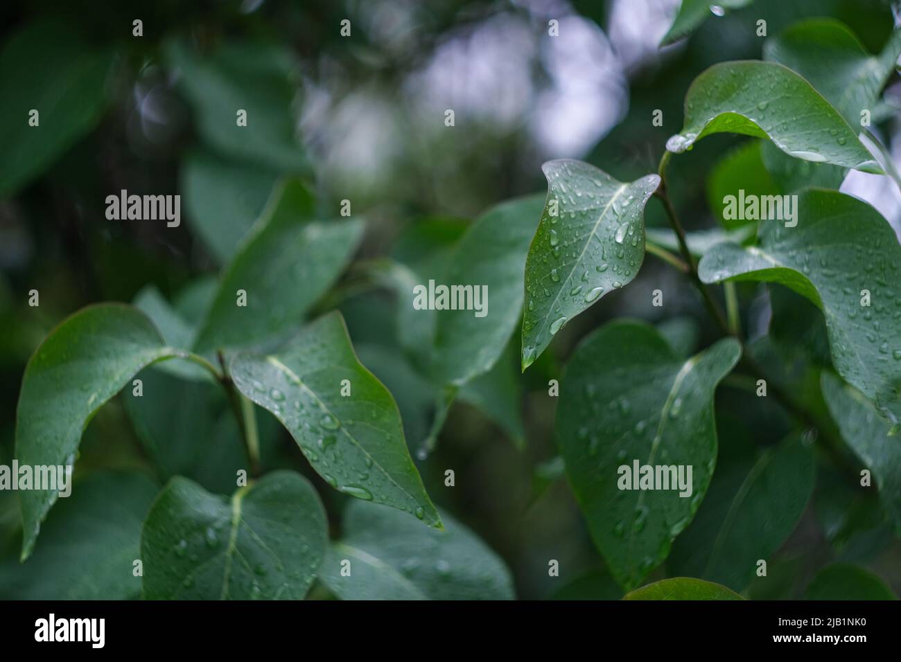 Tropical scene after rain hi-res stock photography and images - Alamy
