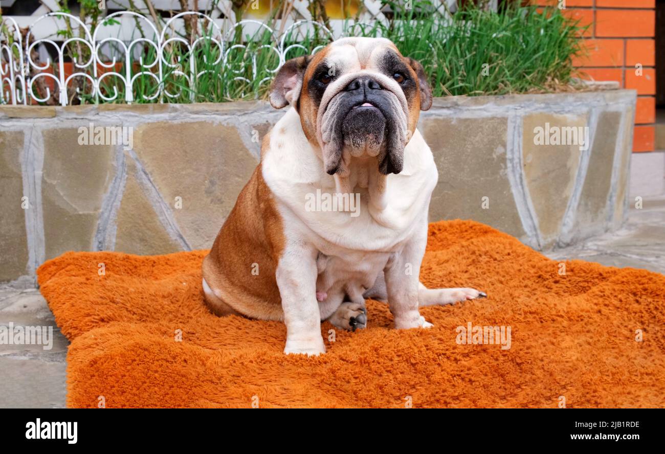 Adult English Bulldog dog sits on a dog bed outdoors and looks at the ...