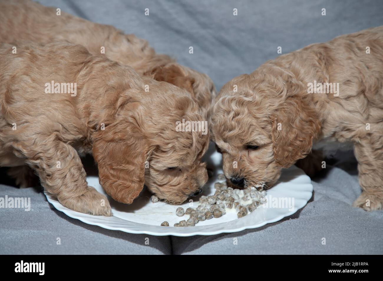 Eating poo hi-res stock photography and images - Alamy