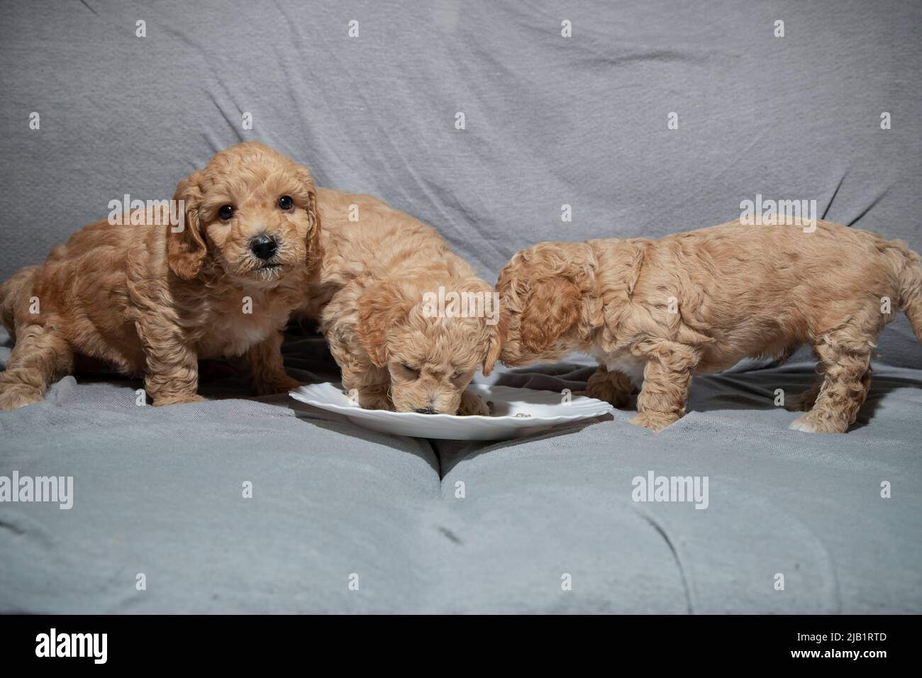 Five-week-old Poochon (Poodle & Bichon mix) puppies eating from a plate ...