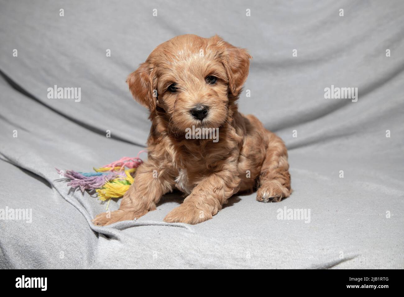 Bichon poodle mix hi-res stock photography and images - Alamy