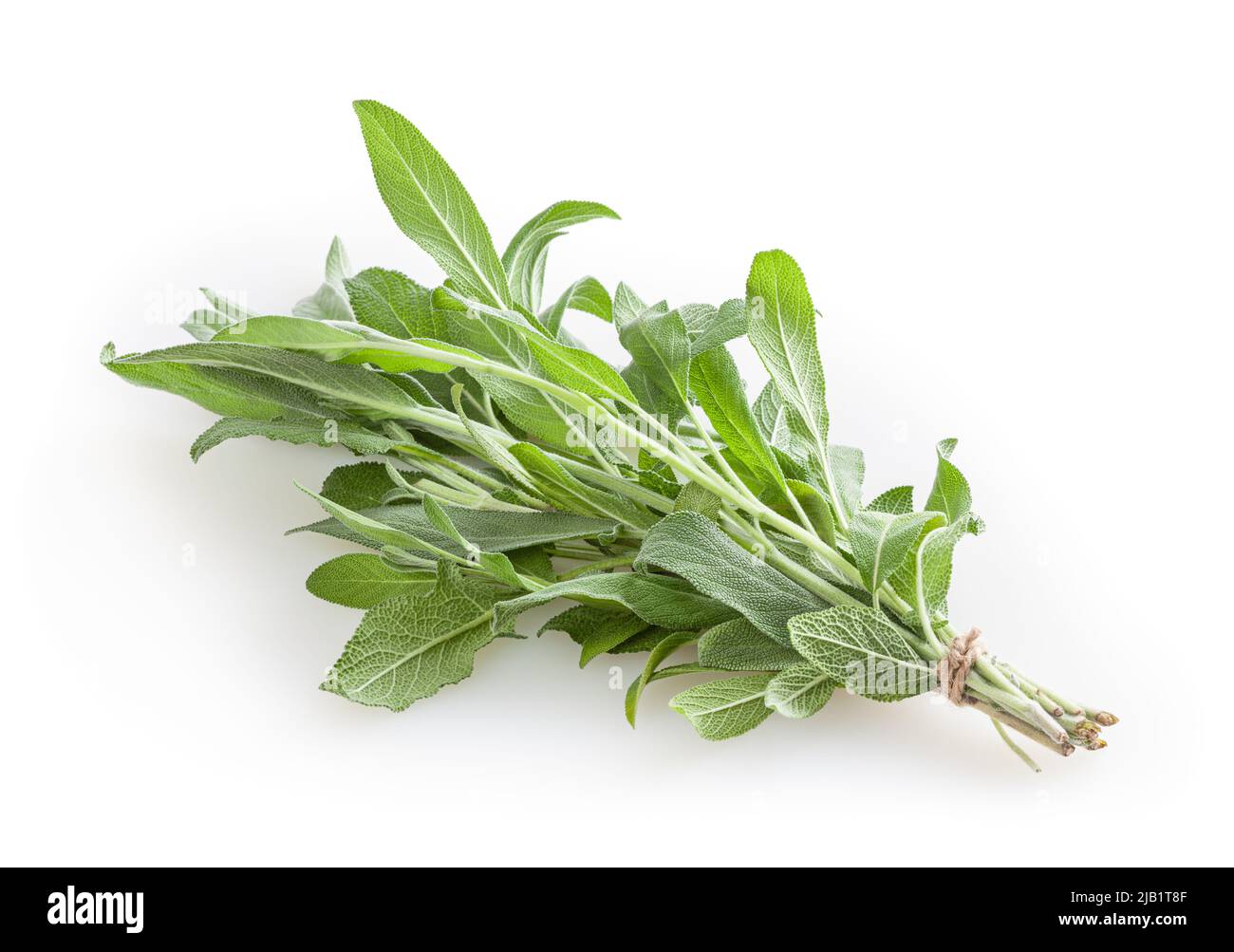 Fresh bunch of sage isolated on white background Stock Photo - Alamy