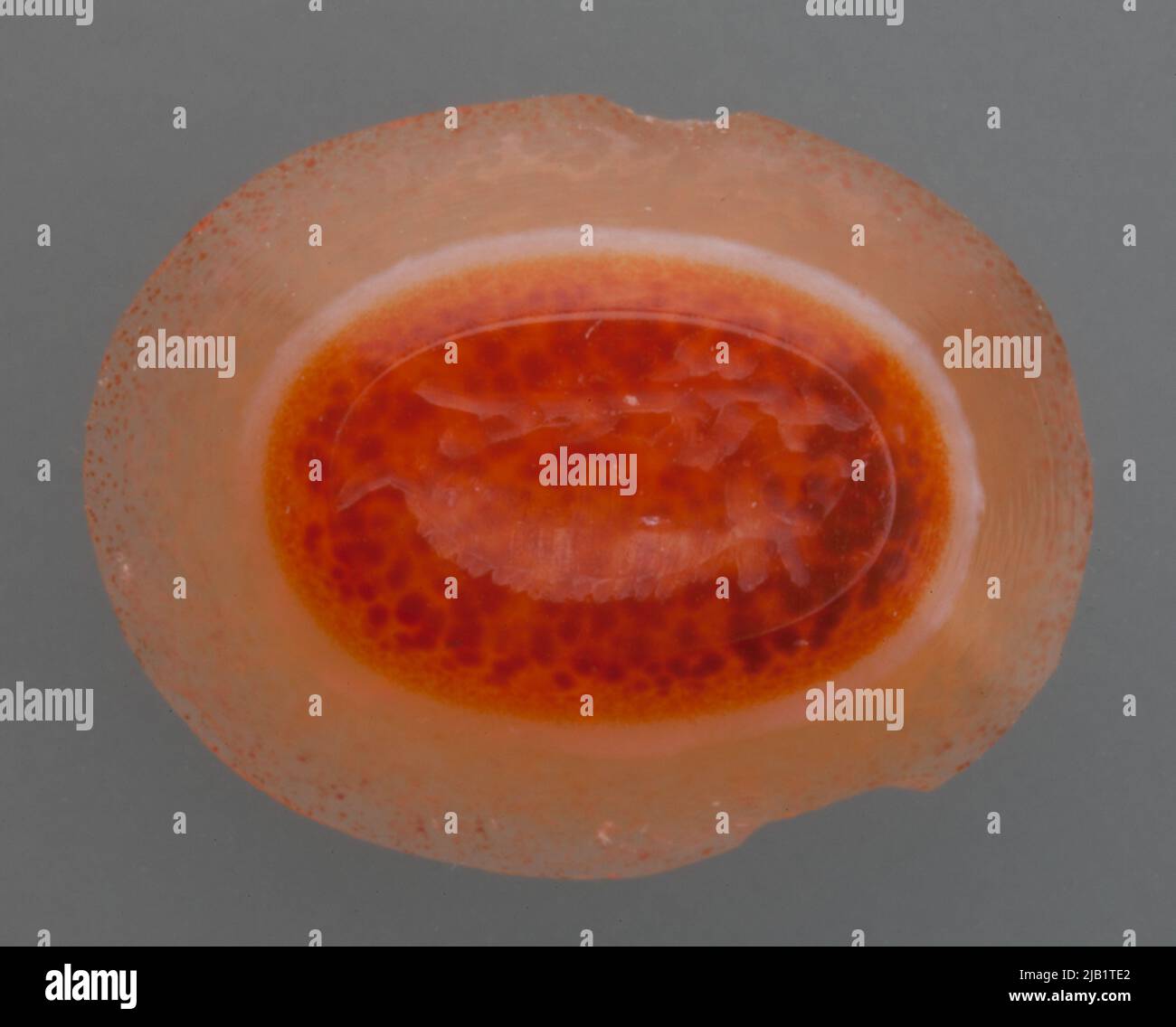 Mouse eating a piece of bread Stock Photo - Alamy