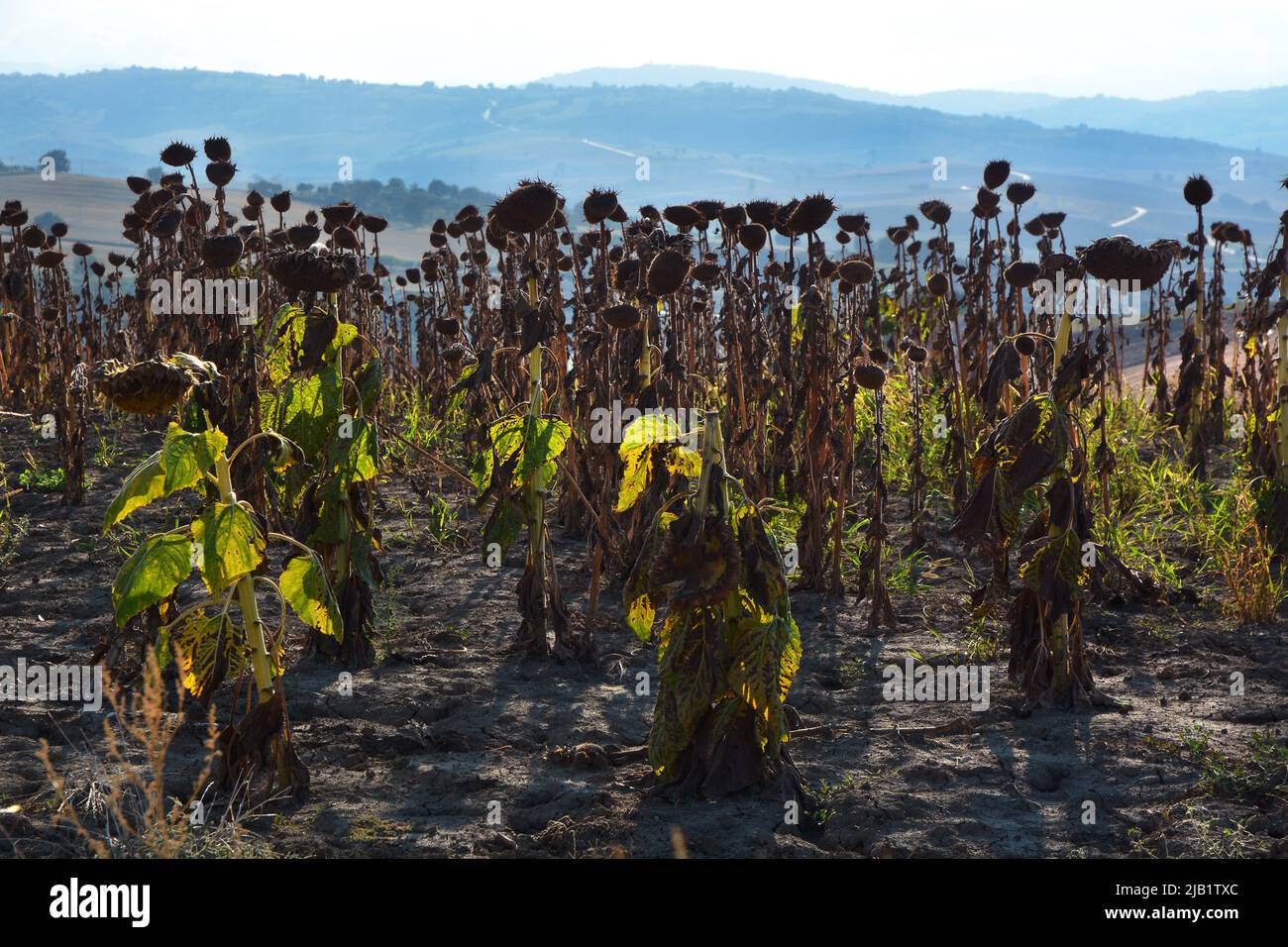 Field of cultivation of dry sunflowers due to drought Stock Photo - Alamy