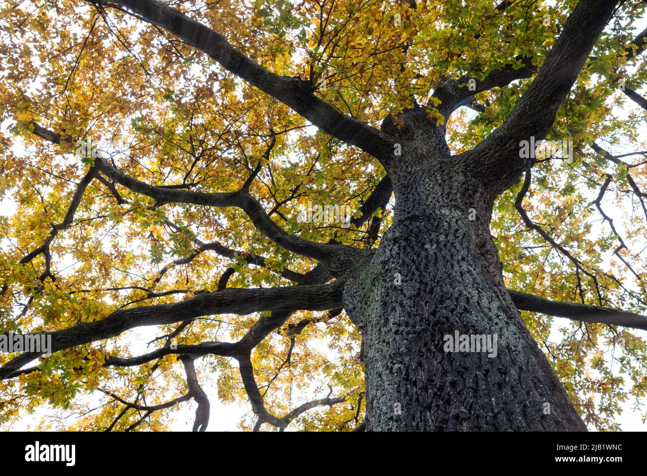 Bottom view of tree trunk to yellow leaves of big tree in the forest ...