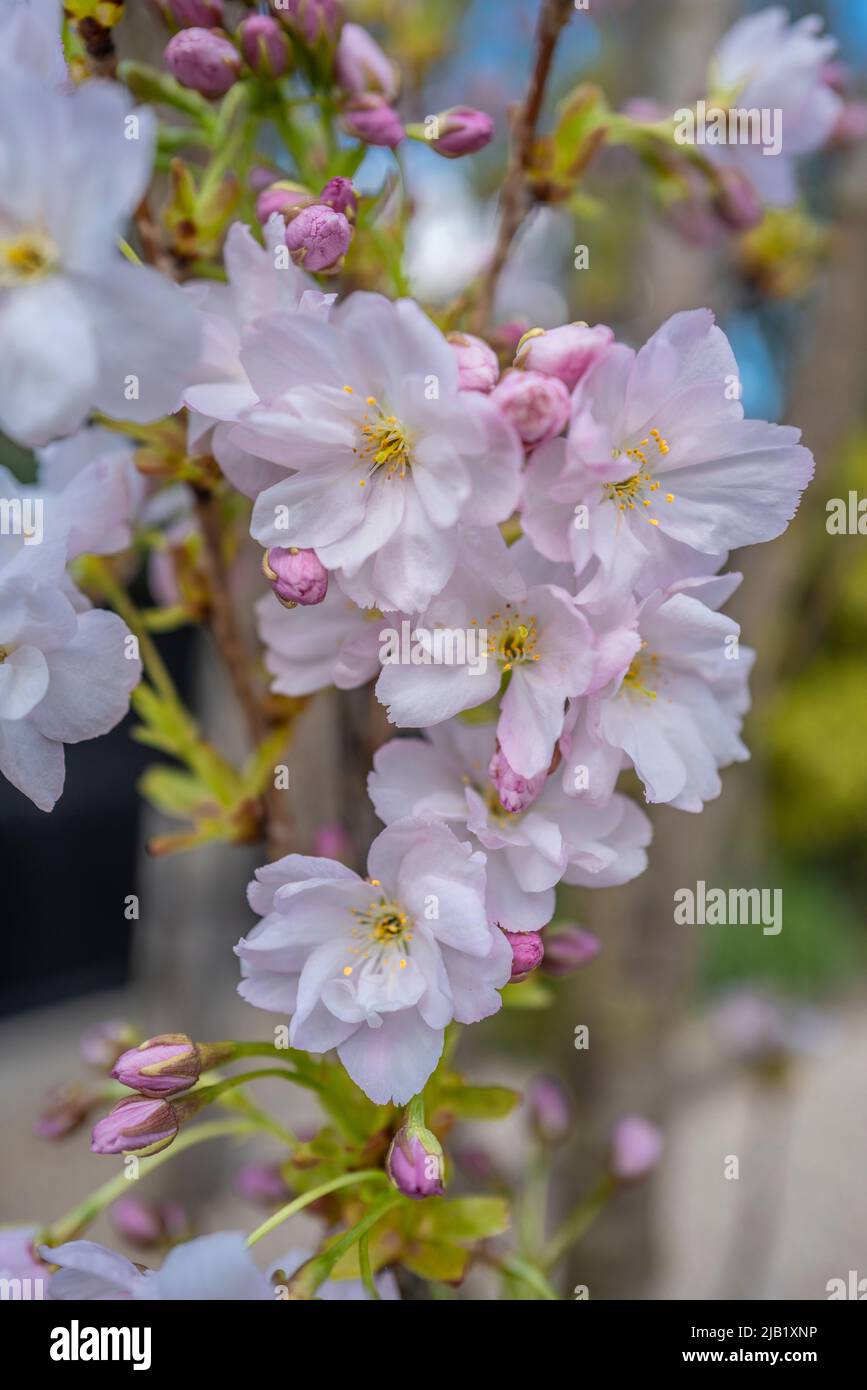 Spring flowering cherry blossom of Prunus Amanogawa Stock Photo - Alamy